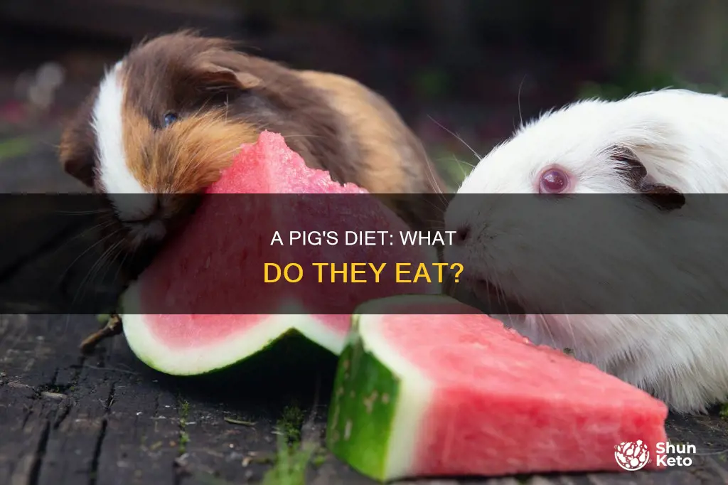 A Pig's Diet: What Do They Eat? | ShunKeto