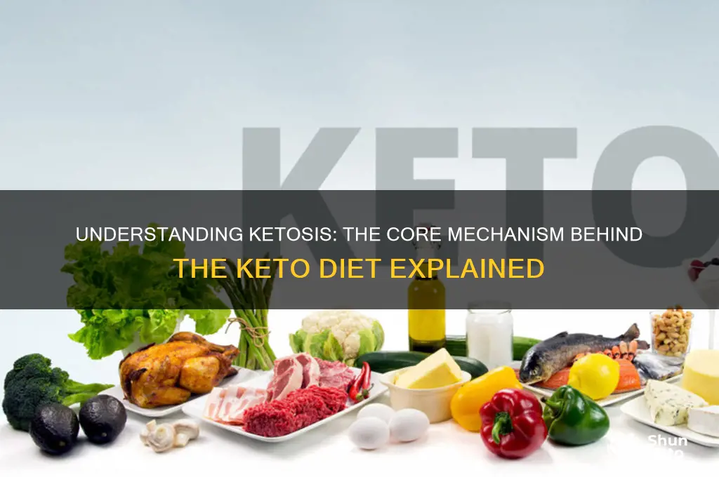 Understanding Ketosis: The Core Mechanism Behind The Keto Diet ...