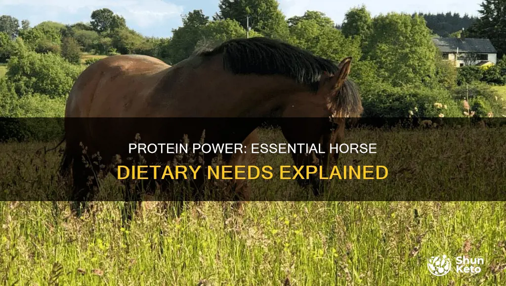 Protein Power: Essential Horse Dietary Needs Explained | ShunKeto