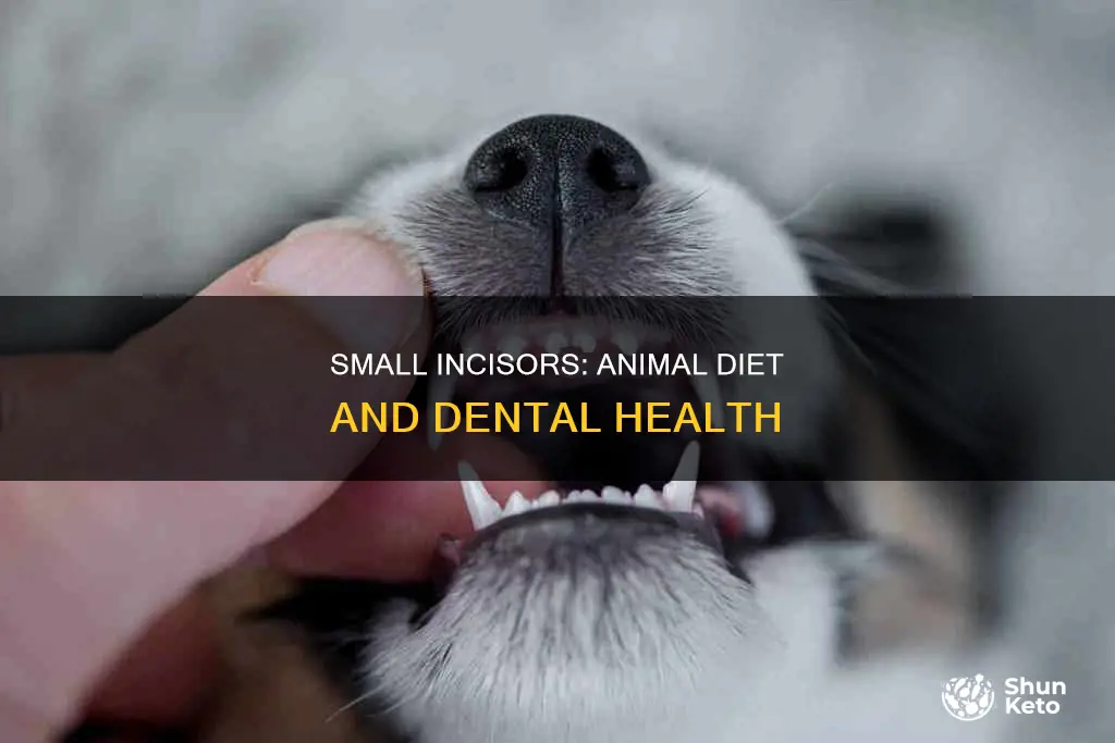 Small Incisors: Animal Diet And Dental Health | ShunKeto