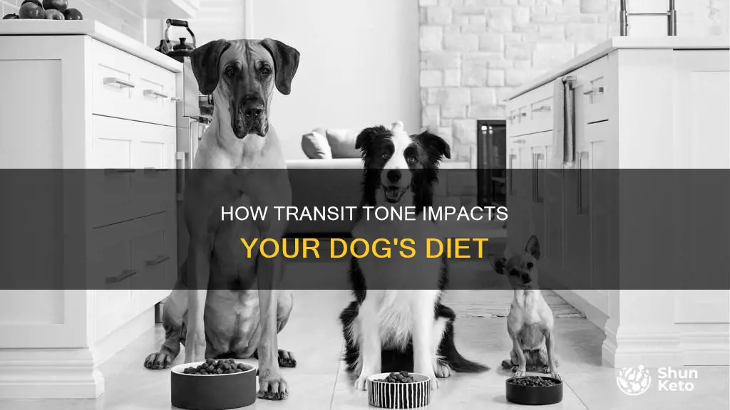 How Transit Tone Impacts Your Dog's Diet | ShunKeto