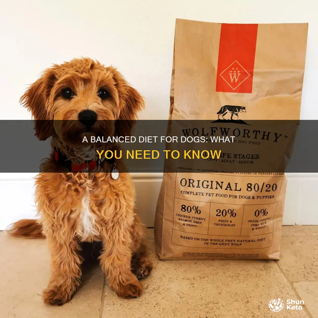 A Balanced Diet For Dogs: What You Need To Know | ShunKeto