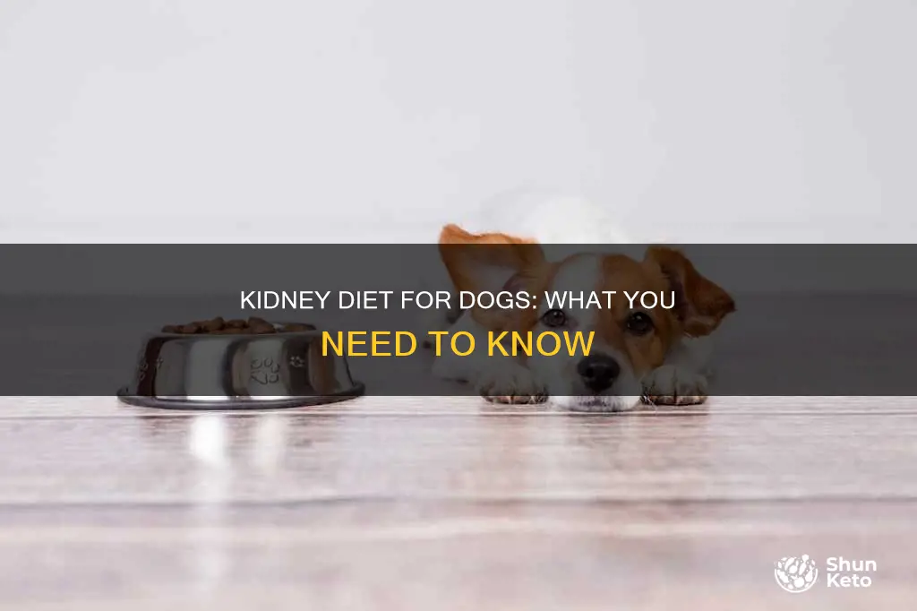 Kidney Diet For Dogs: What You Need To Know | ShunKeto