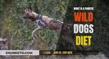 African Wild Dogs' Diet: What Do They Eat? | ShunKeto