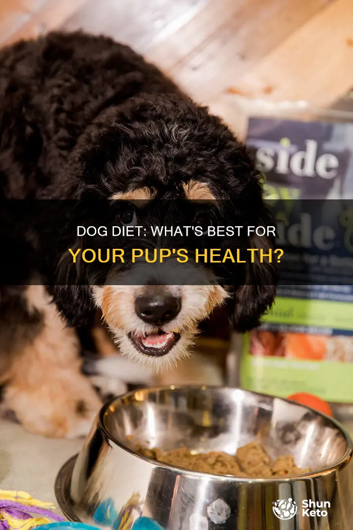 Dog Diet: What's Best For Your Pup's Health? | ShunKeto