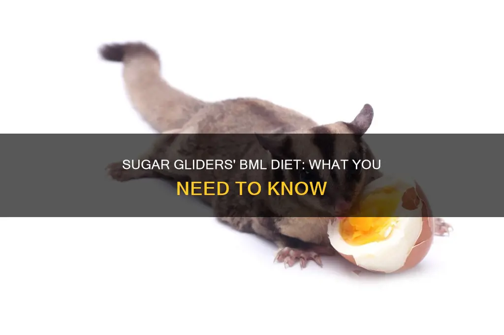 Sugar Gliders' Bml Diet: What You Need To Know | ShunKeto