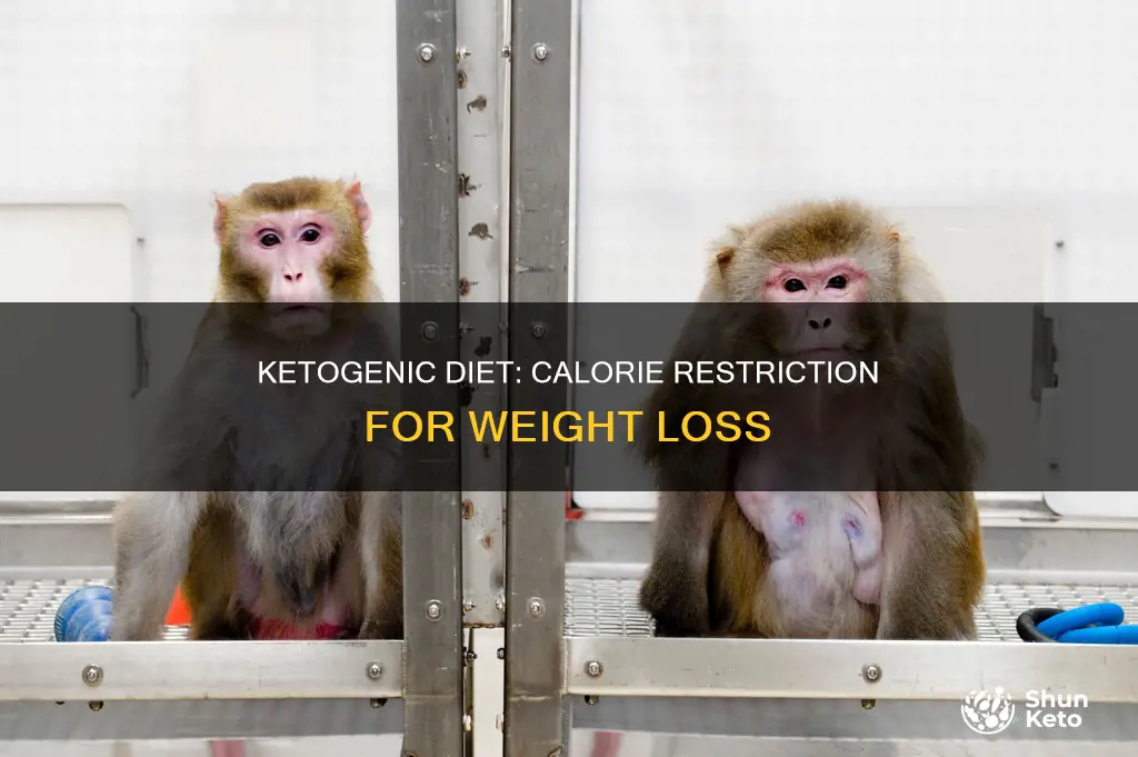 Ketogenic Diet: Calorie Restriction For Weight Loss | ShunKeto