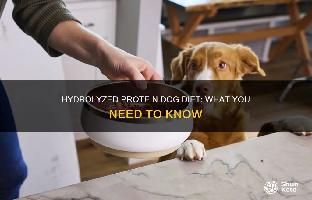 Hydrolyzed Protein Dog Diet: What You Need To Know | ShunKeto