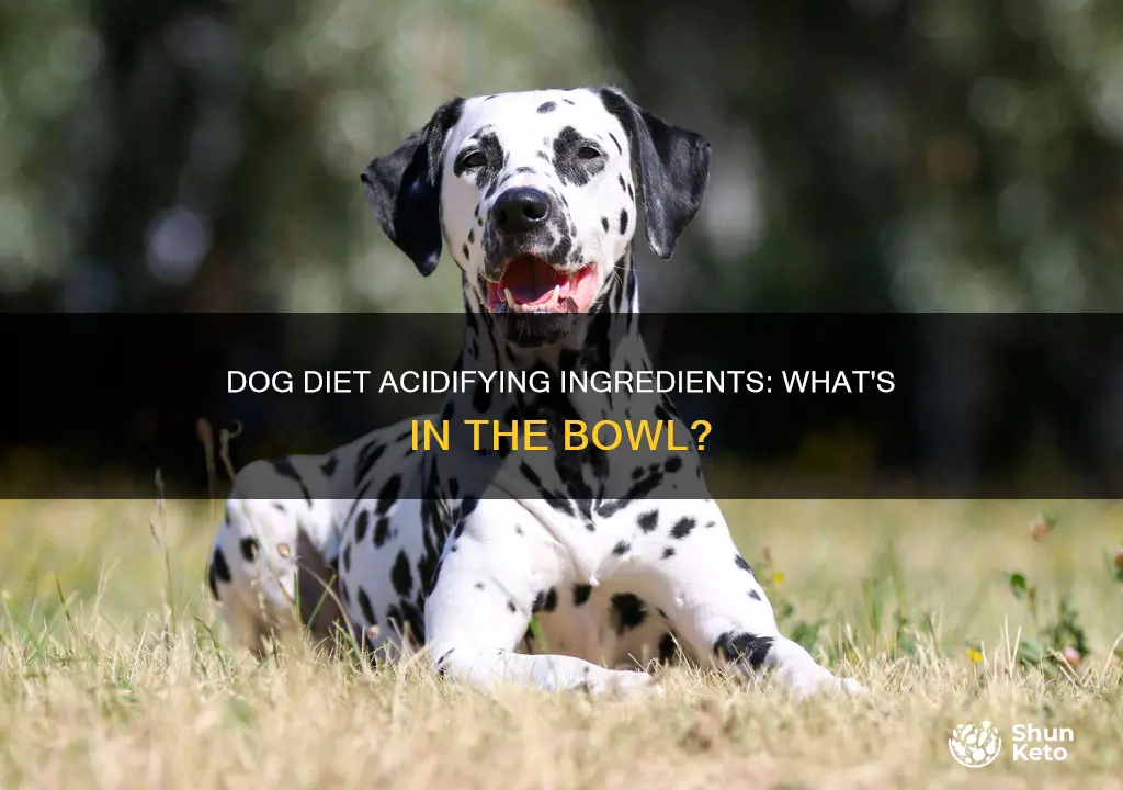 Dog Diet Acidifying Ingredients: What's In The Bowl? | ShunKeto