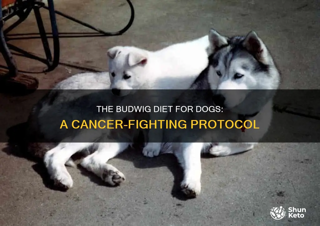 The Budwig Diet For Dogs: A Cancer-Fighting Protocol | ShunKeto