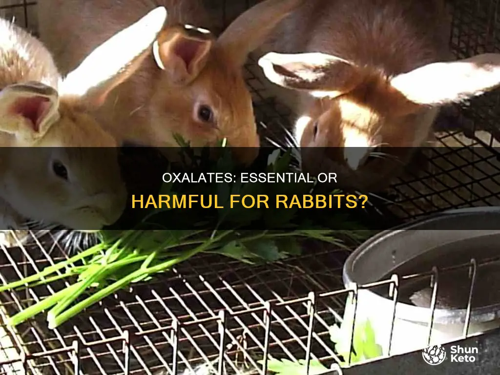 Oxalates: Essential Or Harmful For Rabbits? | ShunKeto