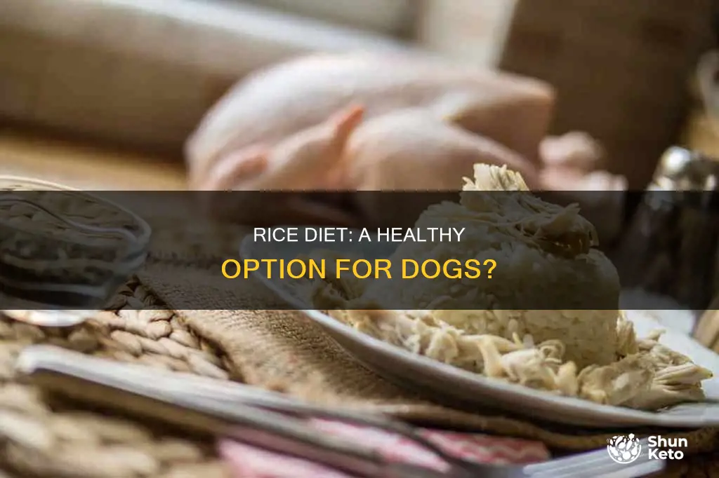 Rice Diet: A Healthy Option For Dogs? | ShunKeto