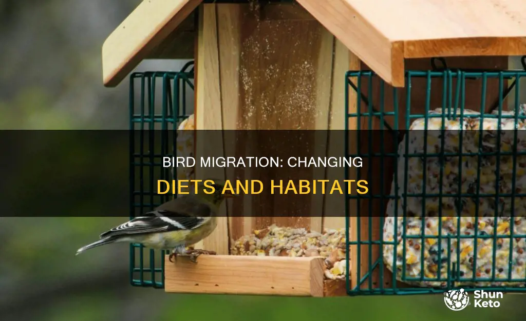 Bird Migration: Changing Diets And Habitats | ShunKeto