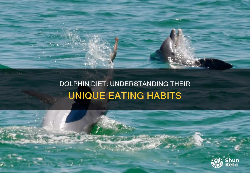 Dolphin Diet: Understanding Their Unique Eating Habits | ShunKeto