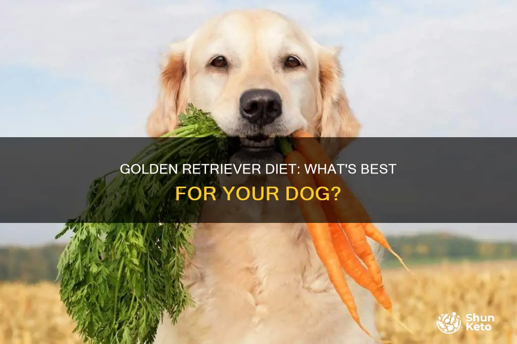 Golden Retriever Diet: What's Best For Your Dog? | ShunKeto