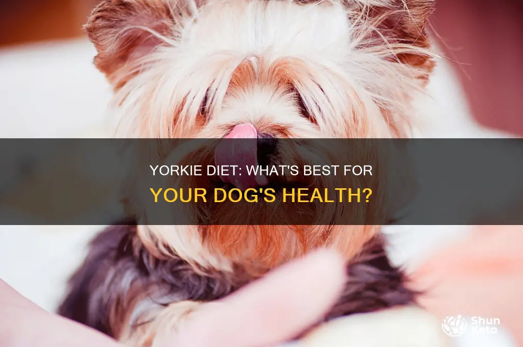 Yorkie Diet: What's Best For Your Dog's Health? | ShunKeto