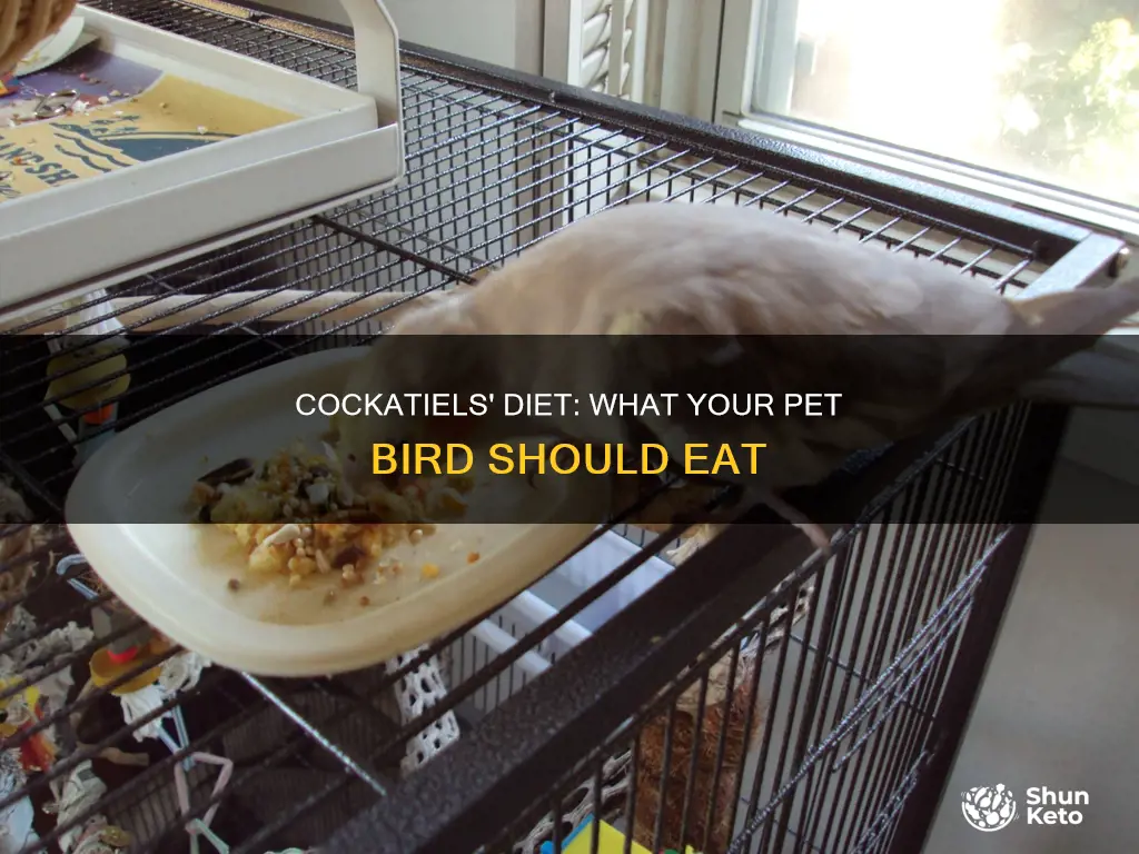 Cockatiels' Diet: What Your Pet Bird Should Eat | ShunKeto