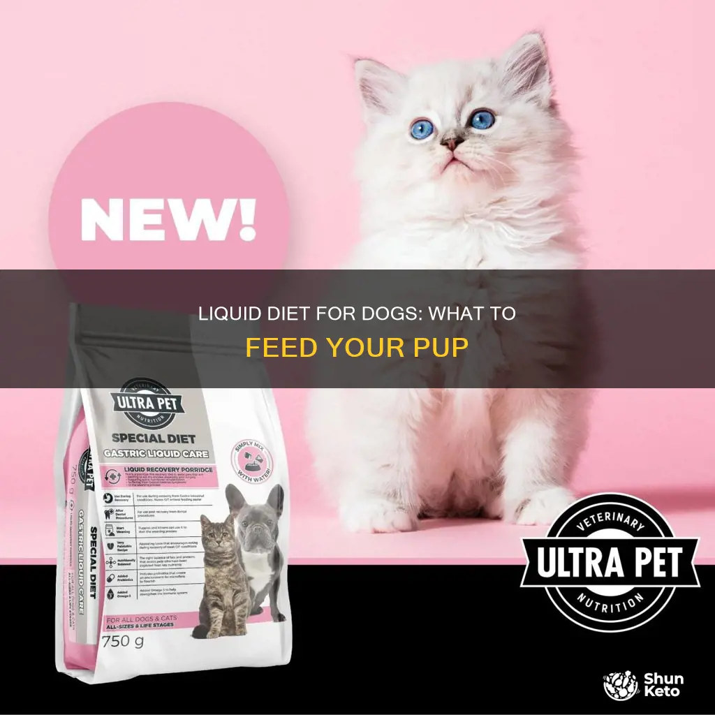 Liquid Diet For Dogs: What To Feed Your Pup | ShunKeto