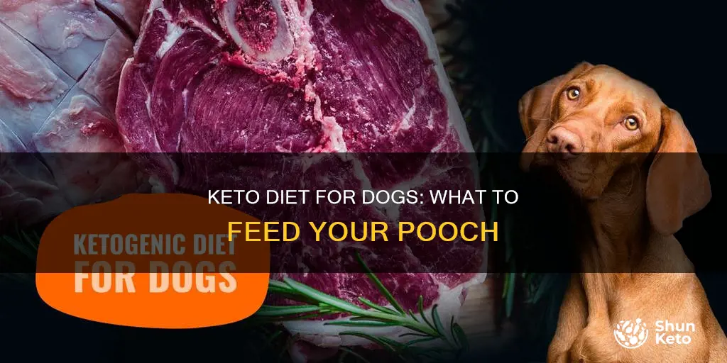 Keto Diet For Dogs: What To Feed Your Pooch | ShunKeto