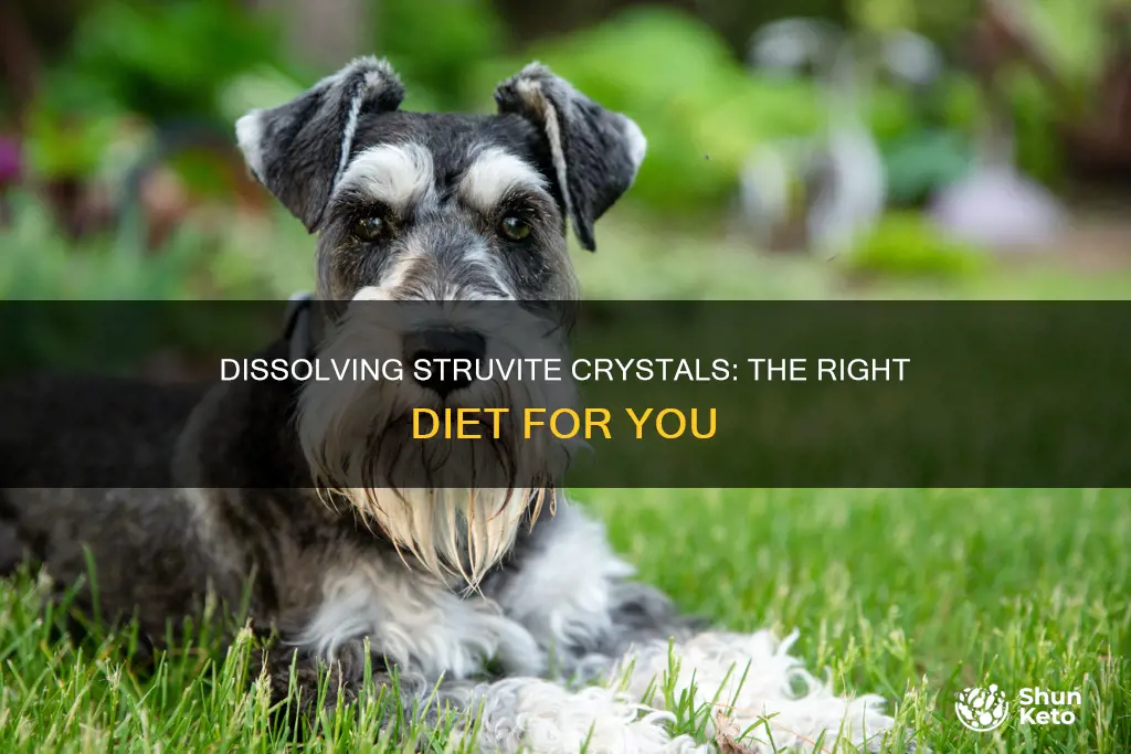 Dissolving Struvite Crystals: The Right Diet For You | ShunKeto