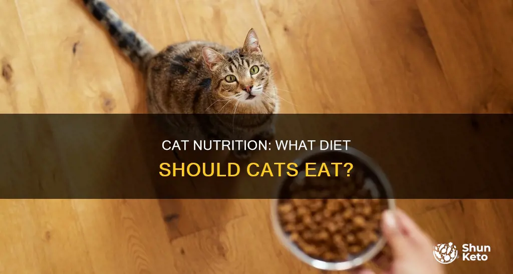 Cat Nutrition: What Diet Should Cats Eat? | ShunKeto