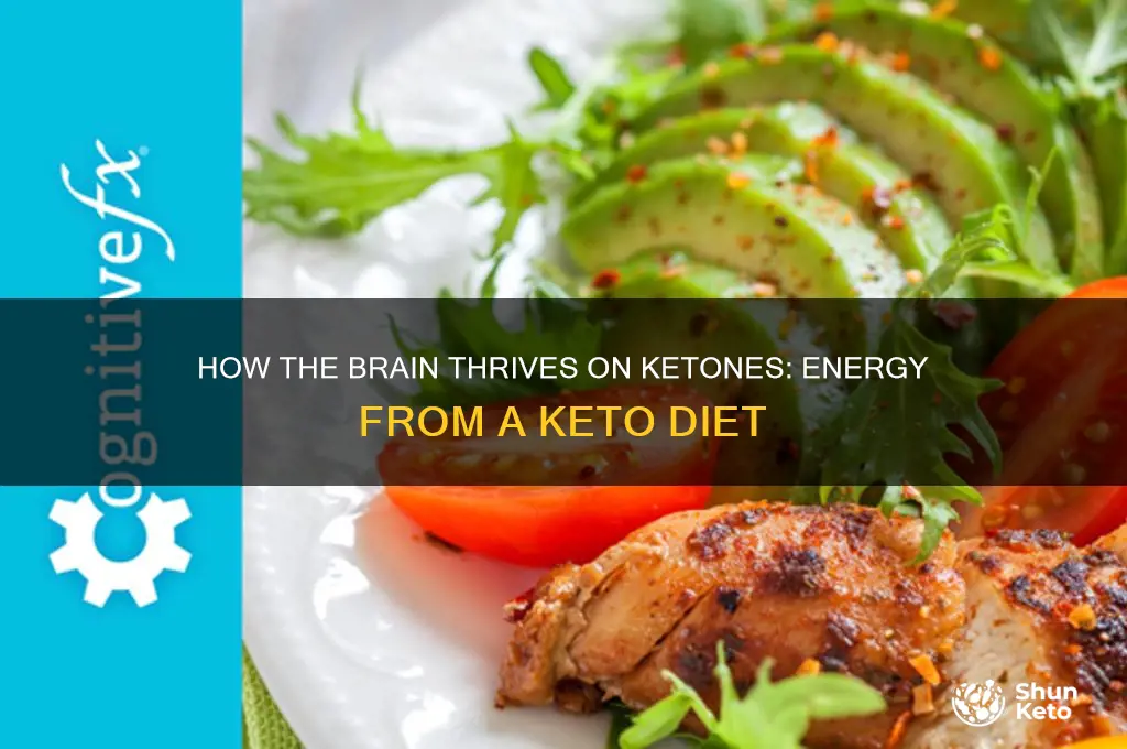 How The Brain Thrives On Ketones: Energy From A Keto Diet | ShunKeto