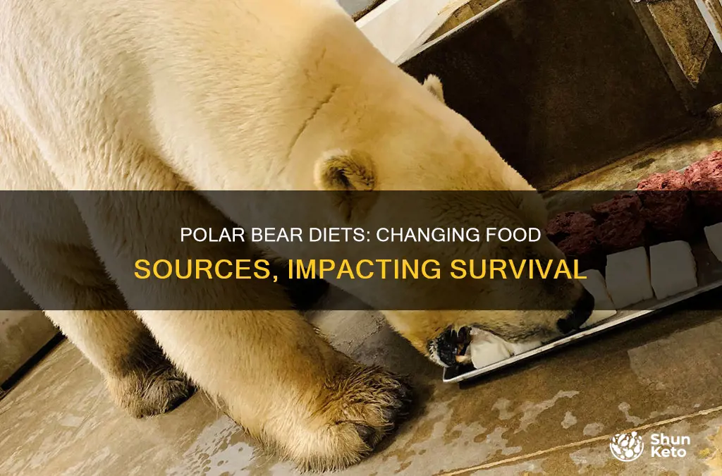 Polar Bear Diets: Changing Food Sources, Impacting Survival | ShunKeto