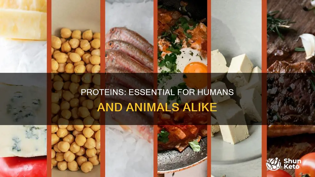 Proteins: Essential For Humans And Animals Alike | ShunKeto