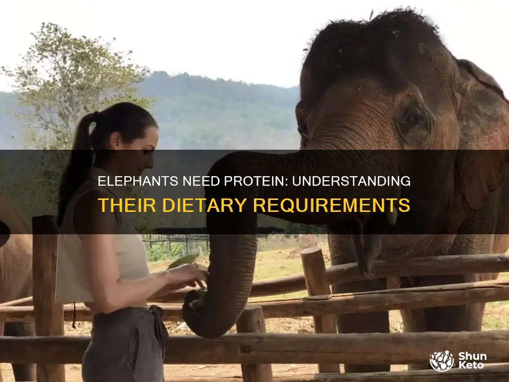 Elephants Need Protein: Understanding Their Dietary Requirements | ShunKeto