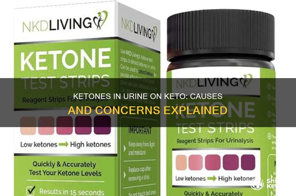Ketones In Urine On Keto: Causes And Concerns Explained | ShunKeto