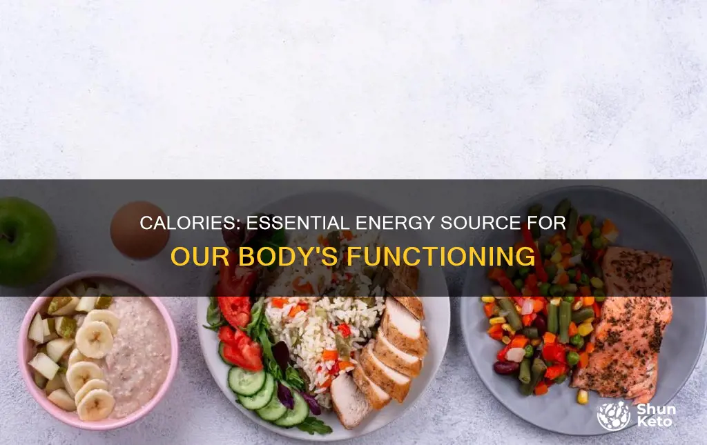 Calories: Essential Energy Source For Our Body's Functioning | ShunKeto
