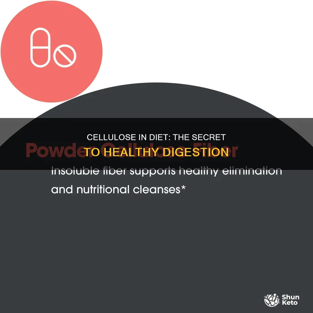 Cellulose In Diet: The Secret To Healthy Digestion | ShunKeto
