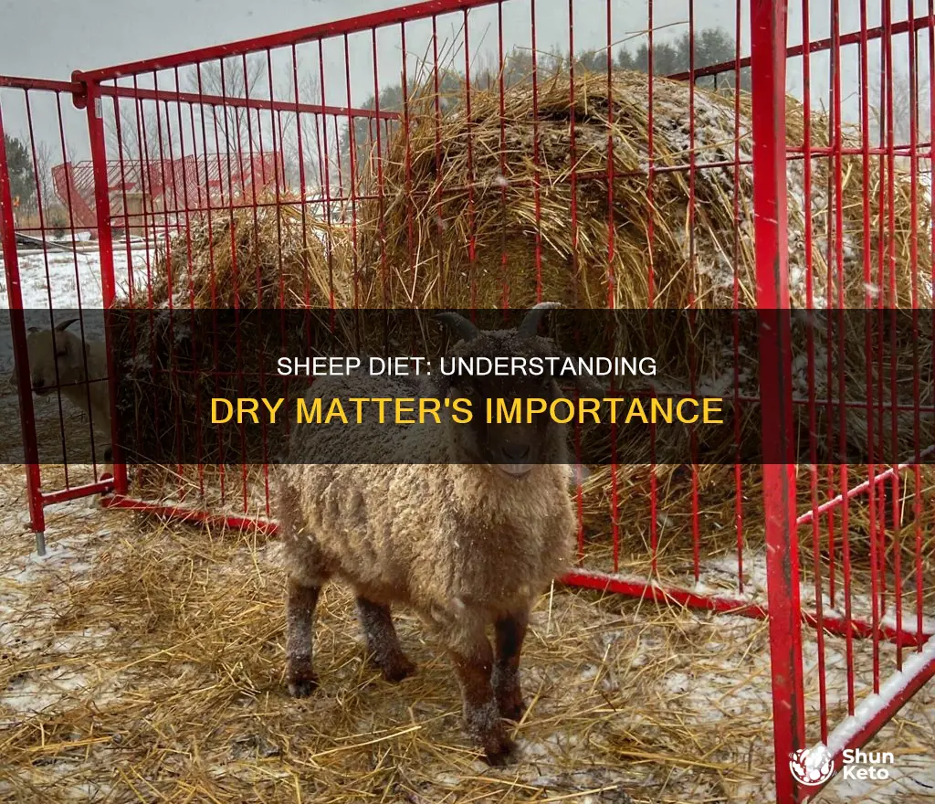 Sheep Diet: Understanding Dry Matter's Importance | ShunKeto