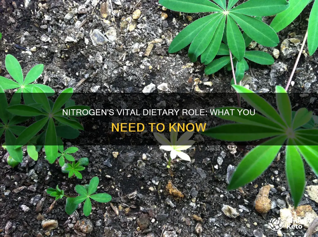 Nitrogen's Vital Dietary Role: What You Need To Know | ShunKeto