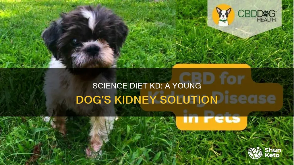 Science Diet Kd: A Young Dog's Kidney Solution | ShunKeto