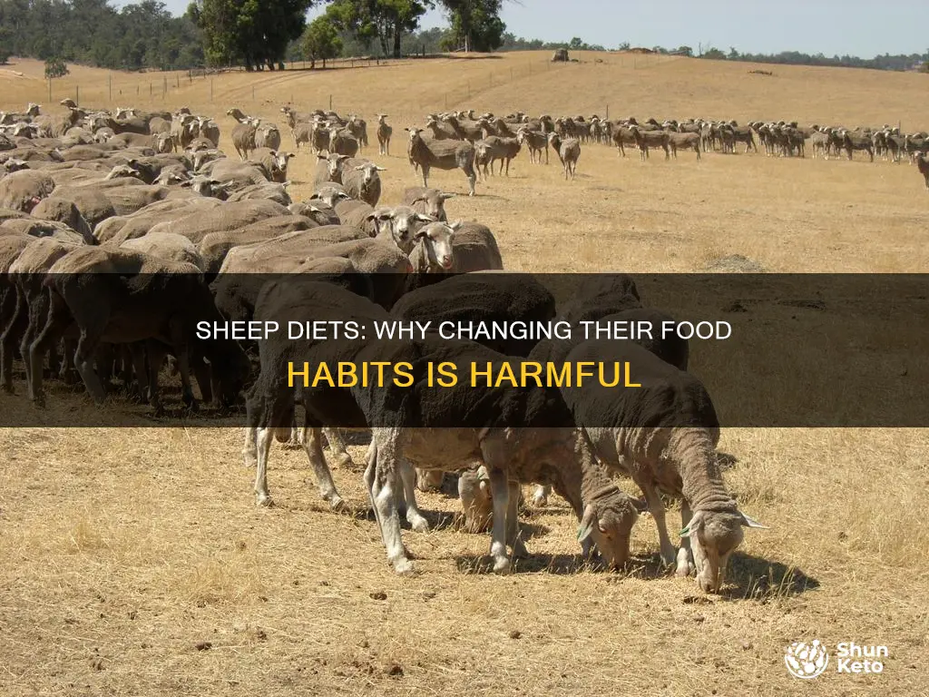 Sheep Diets: Why Changing Their Food Habits Is Harmful | ShunKeto