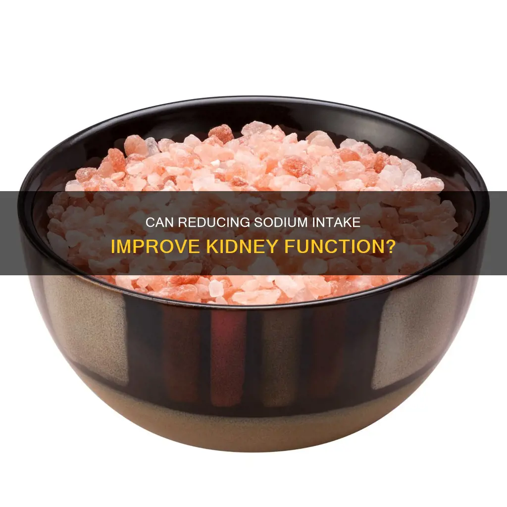 Can Reducing Sodium Intake Improve Kidney Function? | ShunKeto